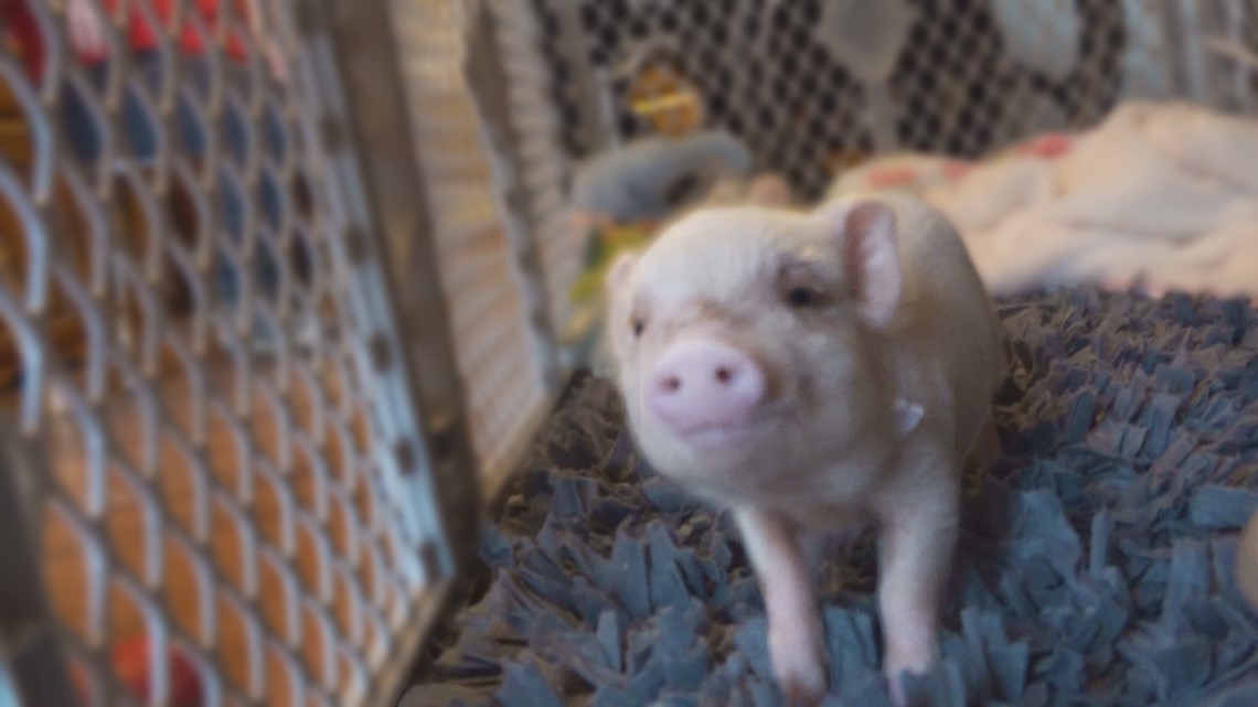 Everyone wanted mini pigs but not the responsibility, so this local ...