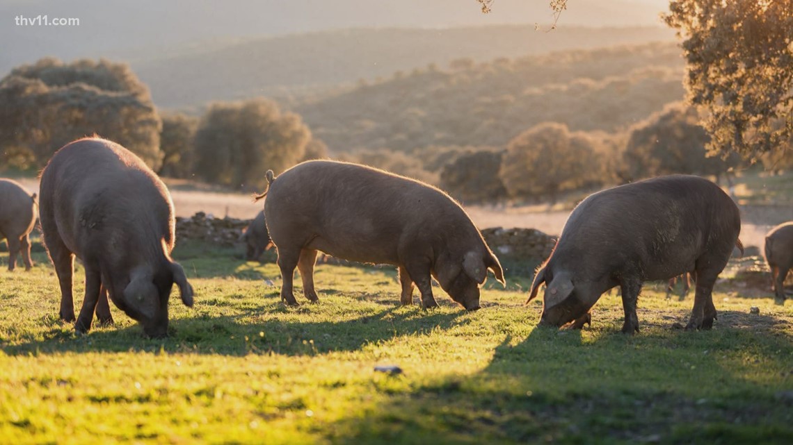 Here's how some people use pig spleens to predict the weather | thv11.com