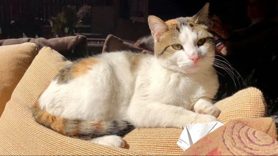 Meet Jenny, the newest cat to visit our weather garden | thv11.com