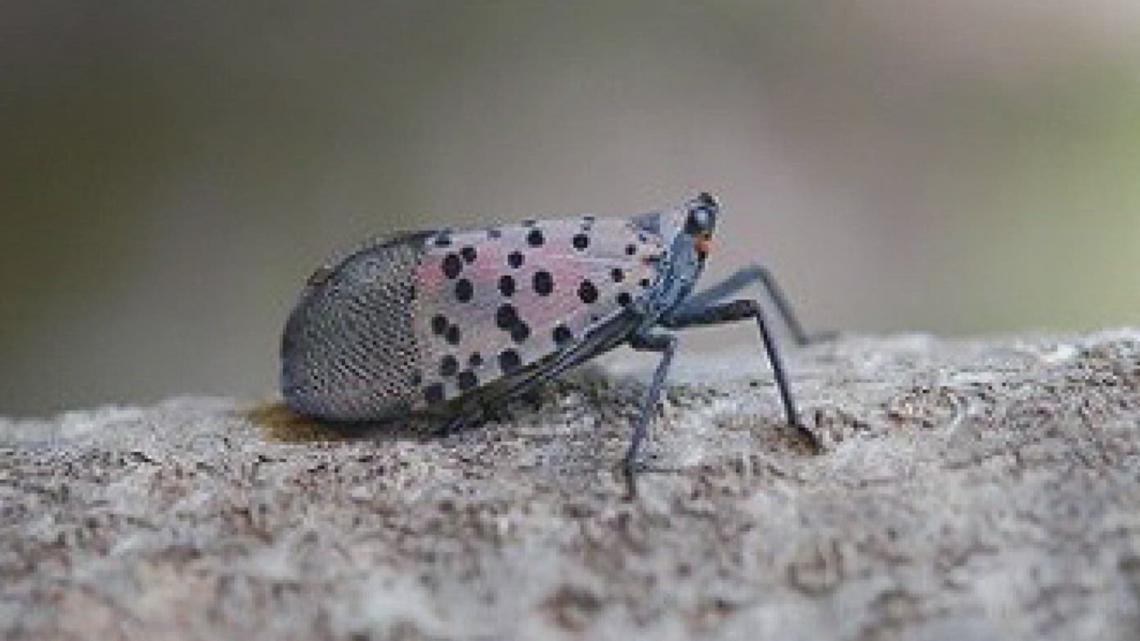 This invasive bug could be a concern for Arkansas agriculture | thv11.com