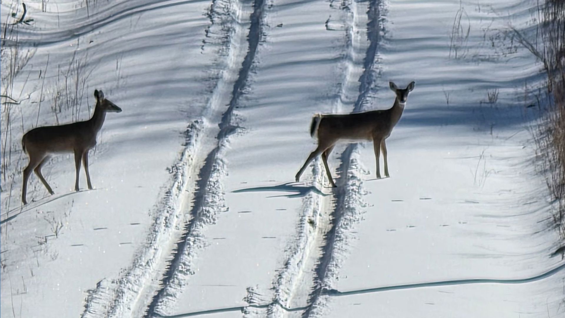 Snowfall in Arkansas (January 24-27, 2026) | thv11.com