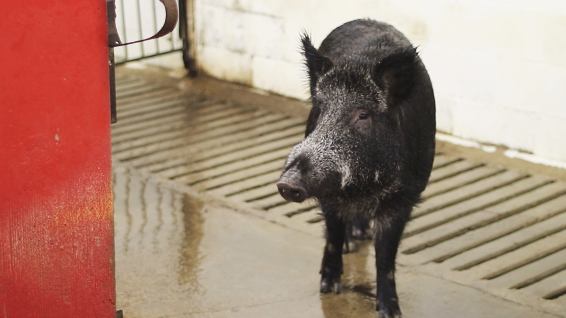 Razorback mascot Tusk V is one of a kind | thv11.com