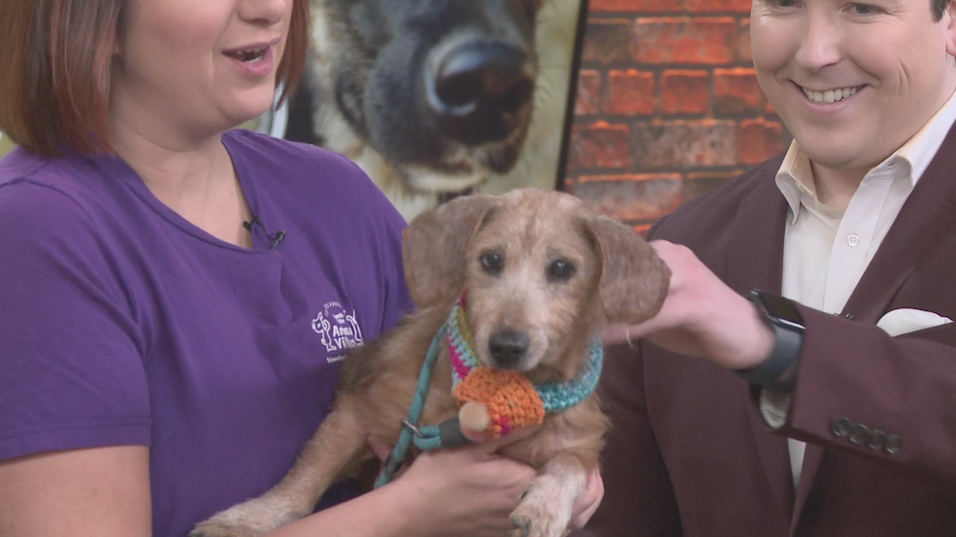 Dwayne | Pet of the Week | thv11.com