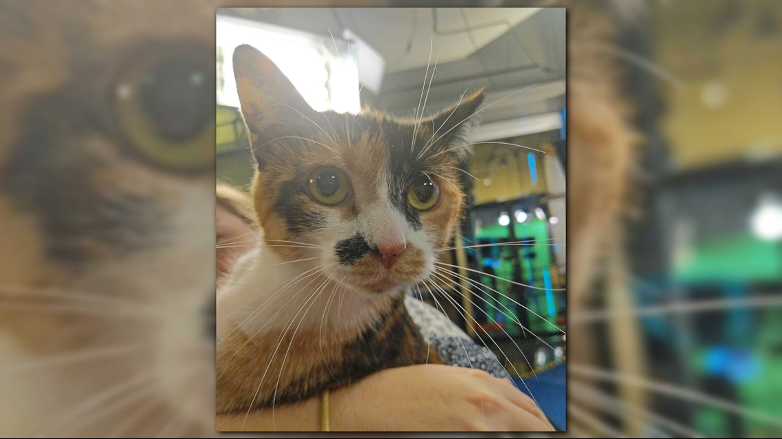 Cali the calico cat is a colorful cutie! | thv11.com