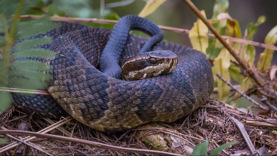Watch out for snakes seeking shade as the weather heats up | thv11.com