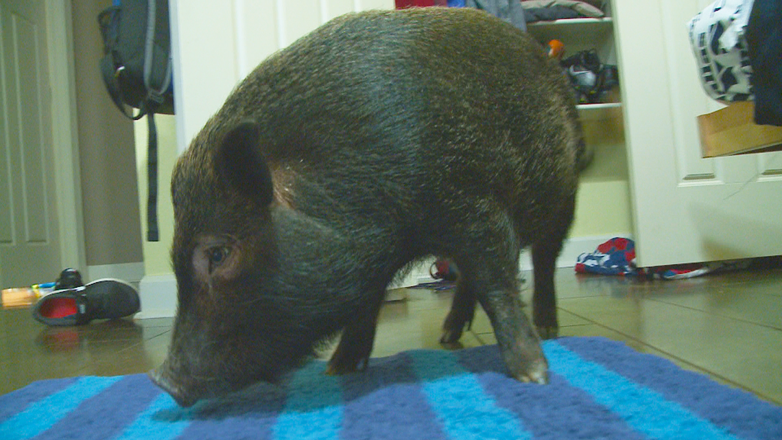 Is it legal to own a pet pig in Conway? | thv11.com