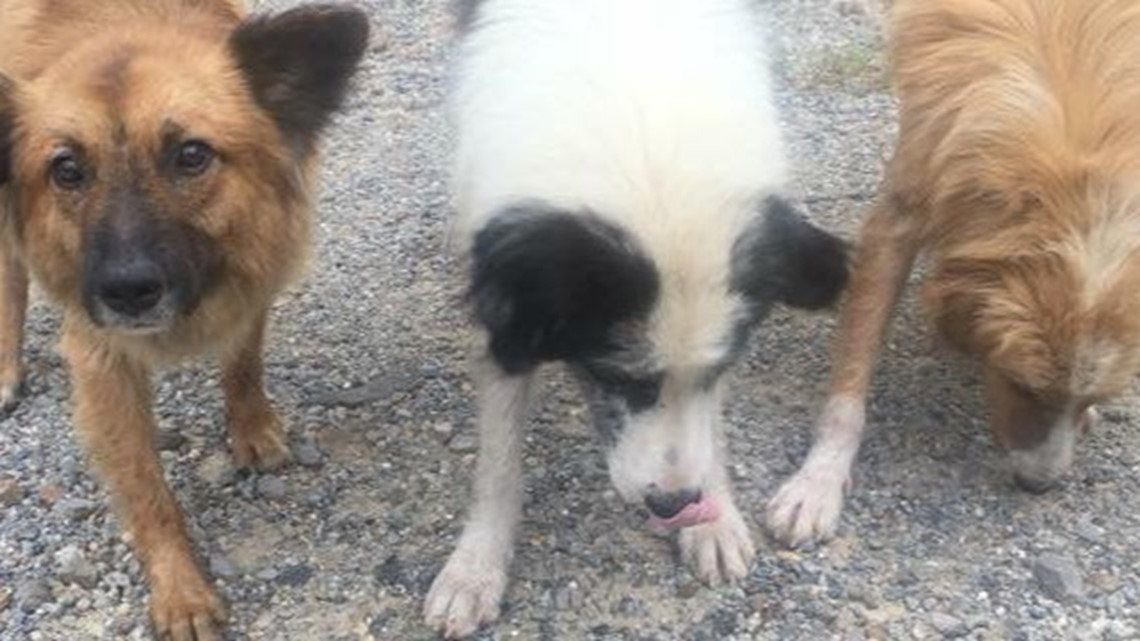 Help needed to save dumped, abandoned dogs struggling to survive ...