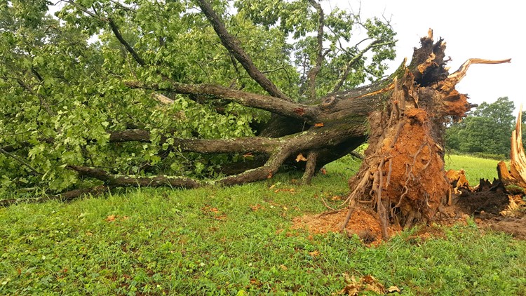 Iconic Wye Mountain tree destroyed by winds overnight | thv11.com
