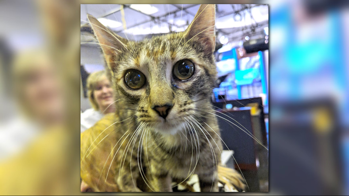 Ella loves to nuzzle your neck | thv11.com