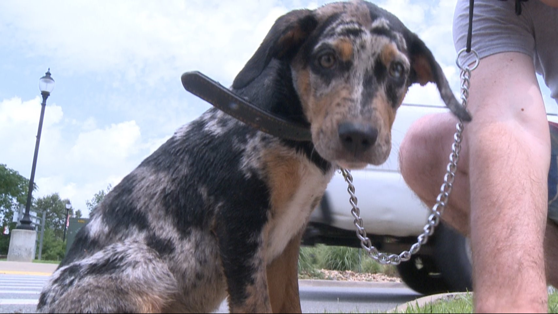 Bryant Animal Shelter remains closed after illness outbreak, warns dog ...