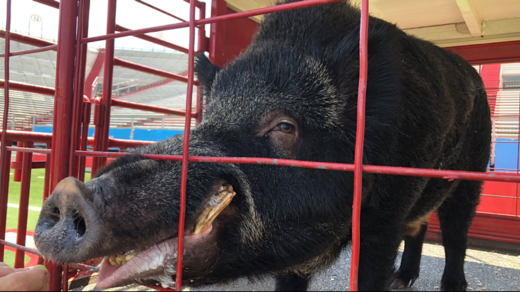 'Woo Pig Soooie' sounds throughout the world during the biggest Hog ...