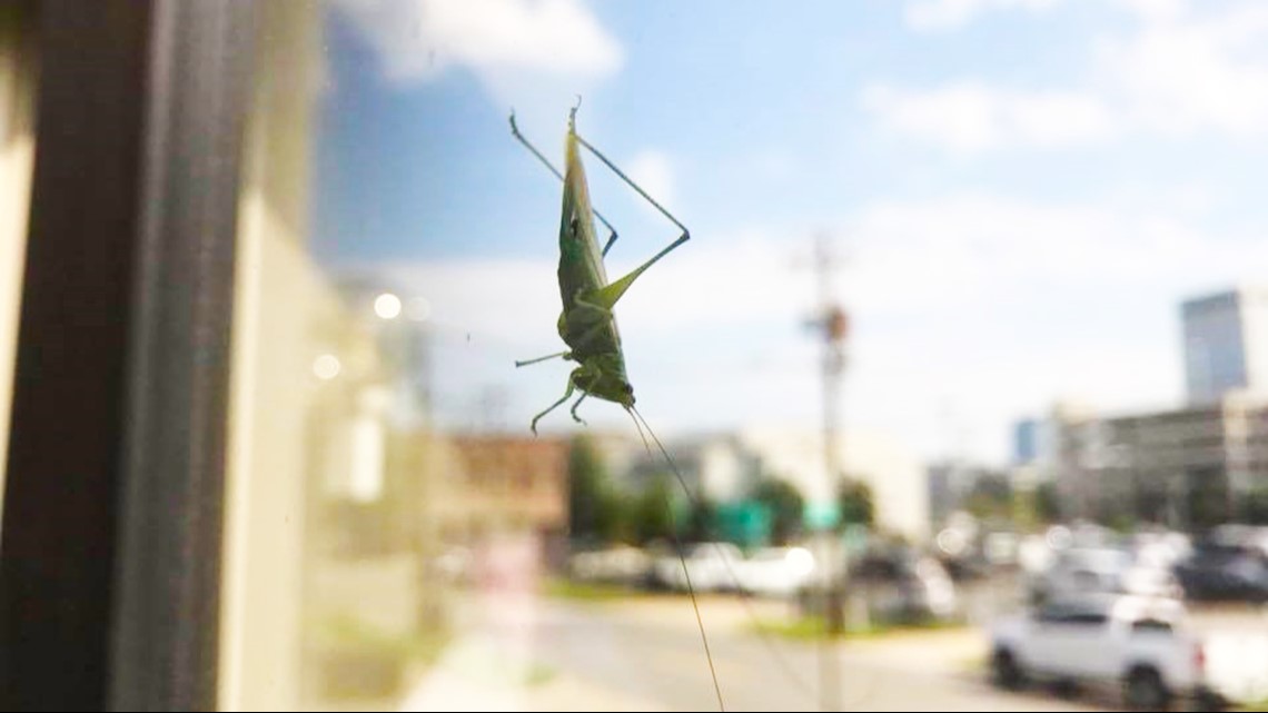 Grasshopper Invasion | Why grasshoppers are popping up through Arkansas ...