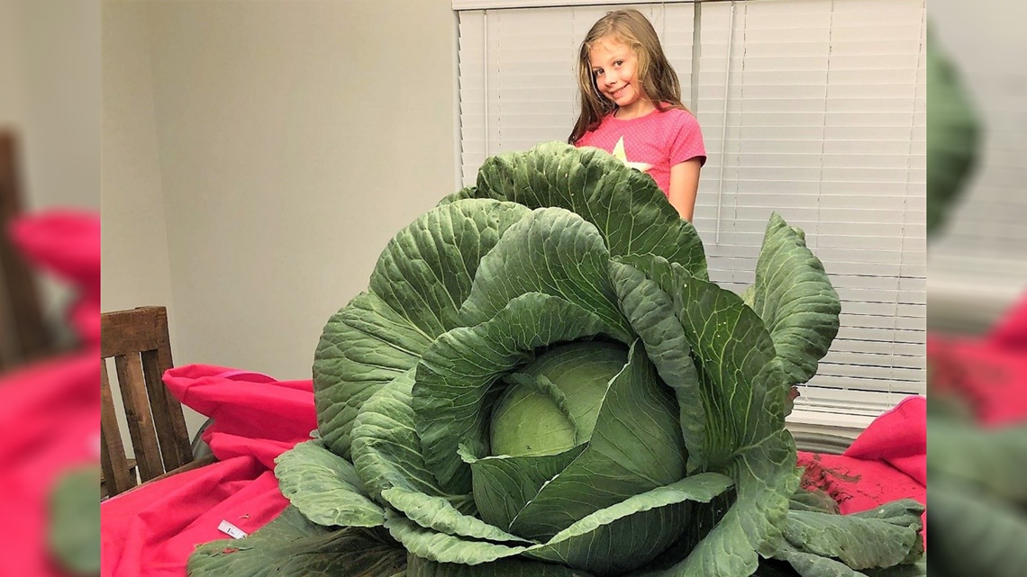 Malvern girl wins cabbage growing contest with gargantuan 21-pound ...