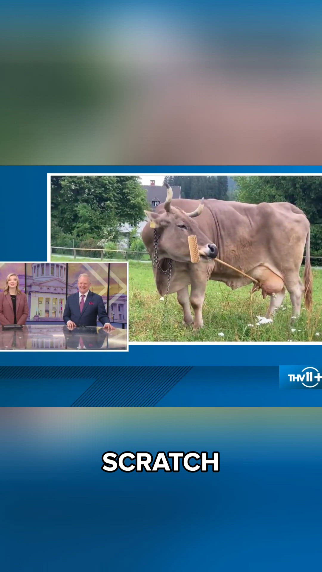 Cow uses a broom to scratch an itch | Here's how | thv11.com