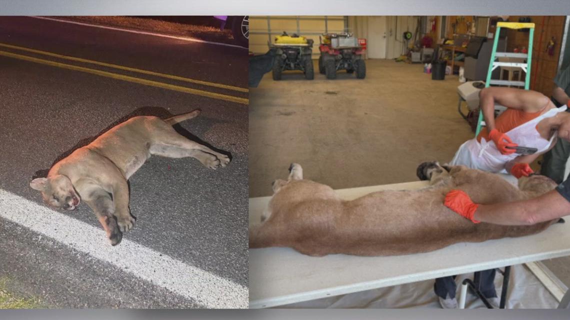 Mountain lion fatally struck by Arkansas driver | thv11.com
