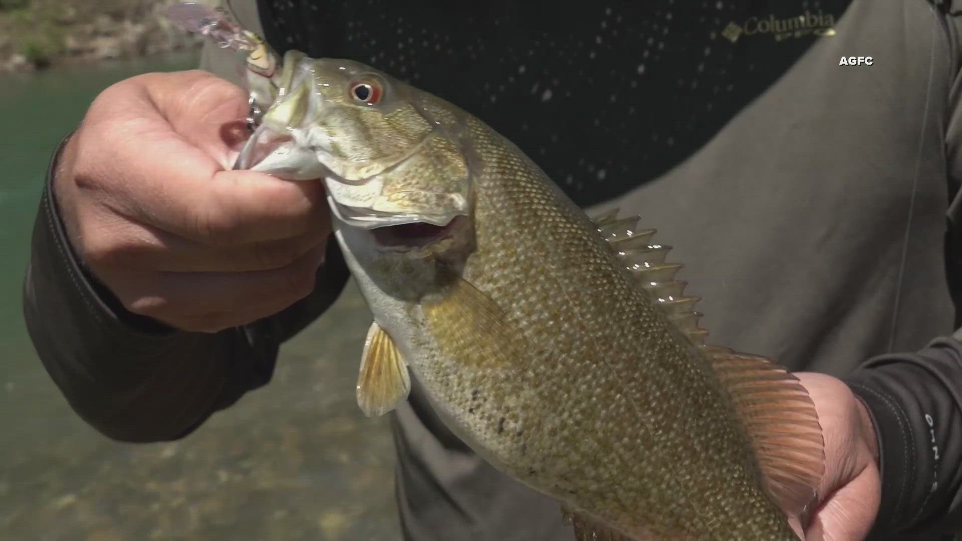 AGFC, USACE develop project to improve fish habitat on Lake Ouachita ...