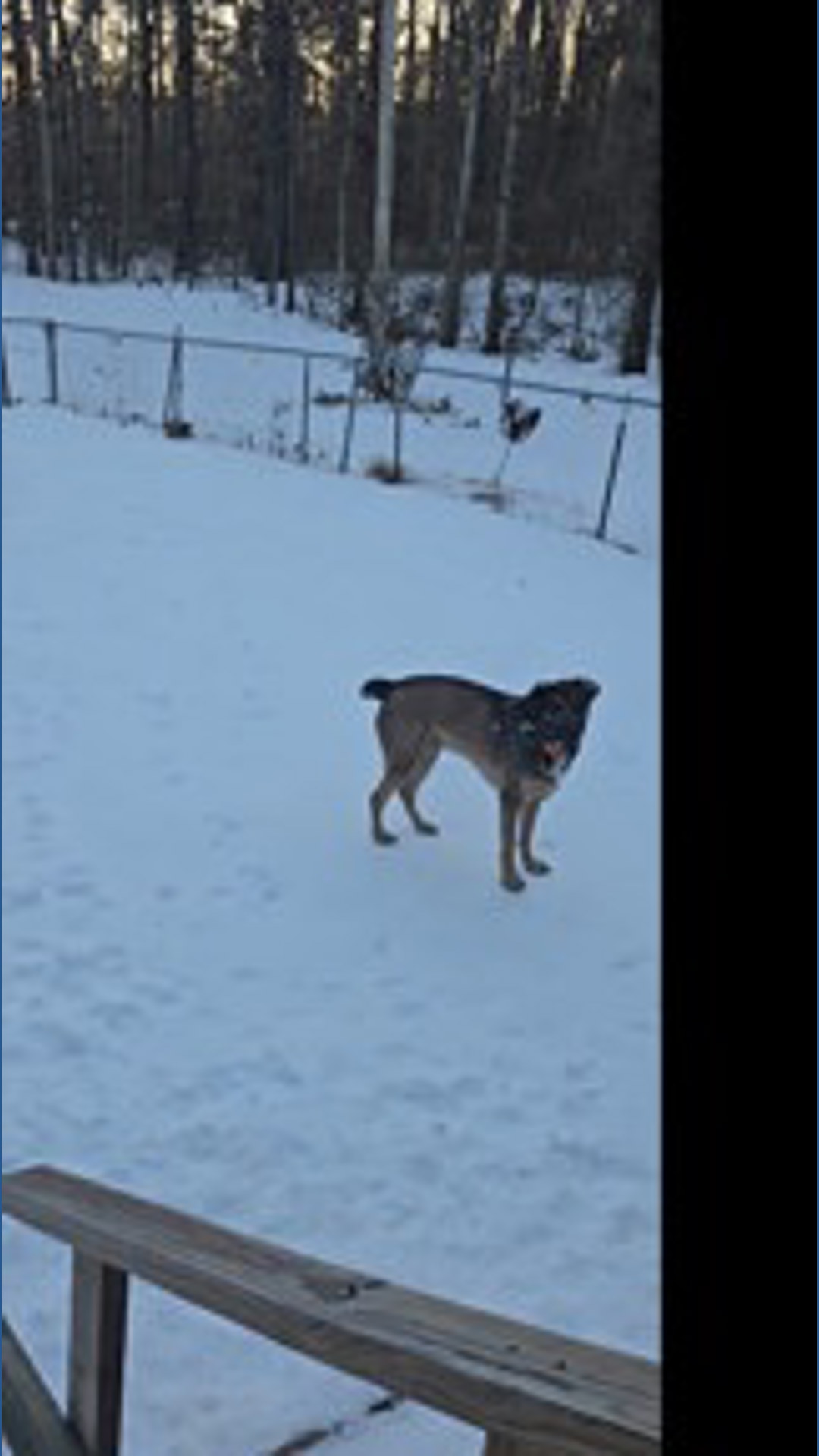 Rowdy playing with his chicken in hensley | thv11.com