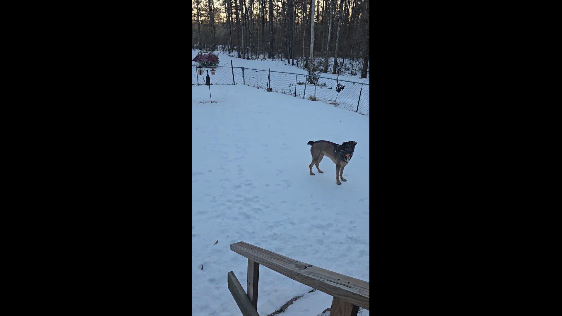 Rowdy playing with his chicken in hensley | thv11.com