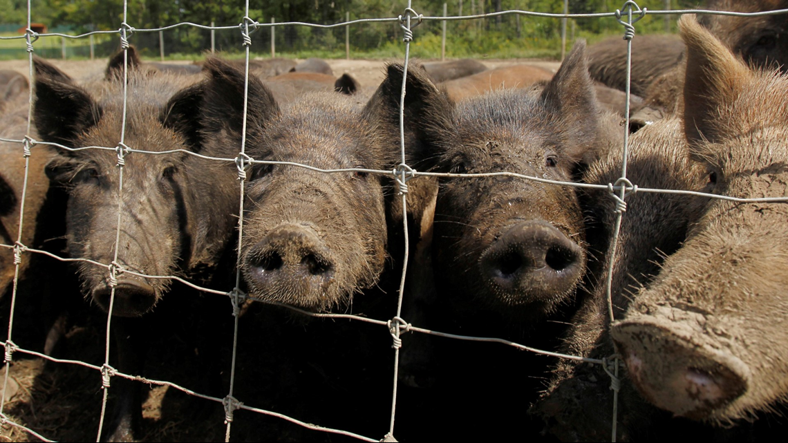 USDA announces $3.4 million award for pilot projects to control feral ...