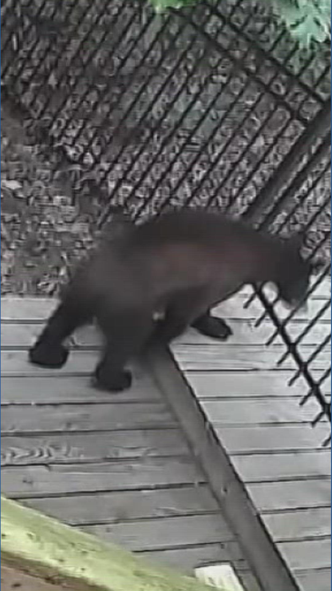 Bear pays a visit to a Little Rock couple, expert offers safety tips ...
