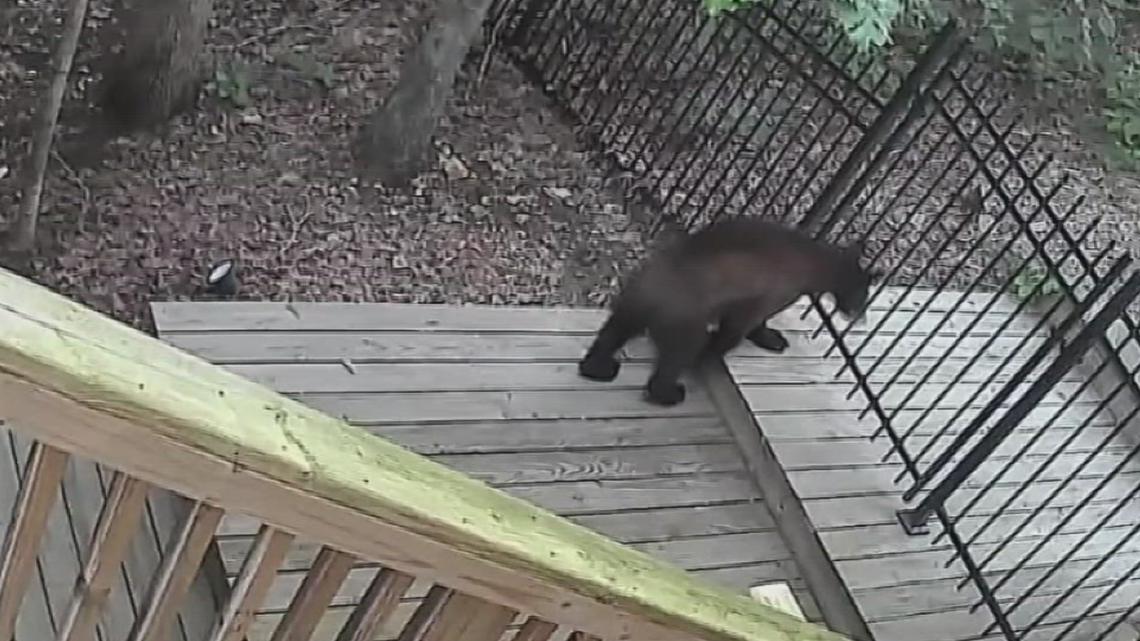 Bear pays a visit to a Little Rock couple, expert offers safety tips ...