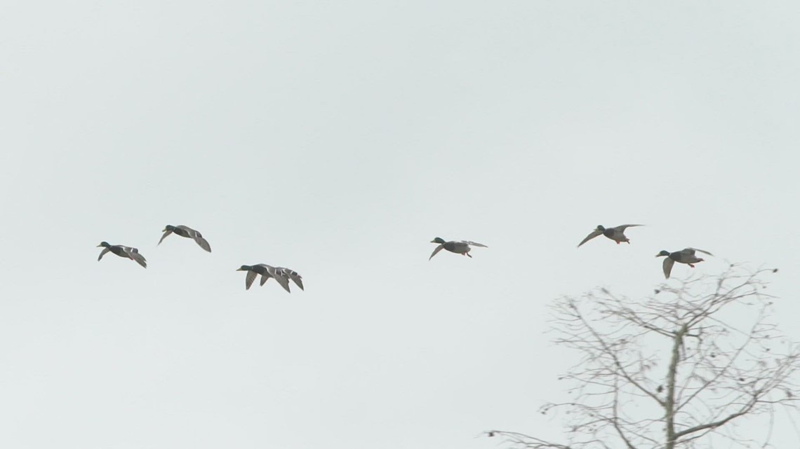 New report finds declining duck population | thv11.com