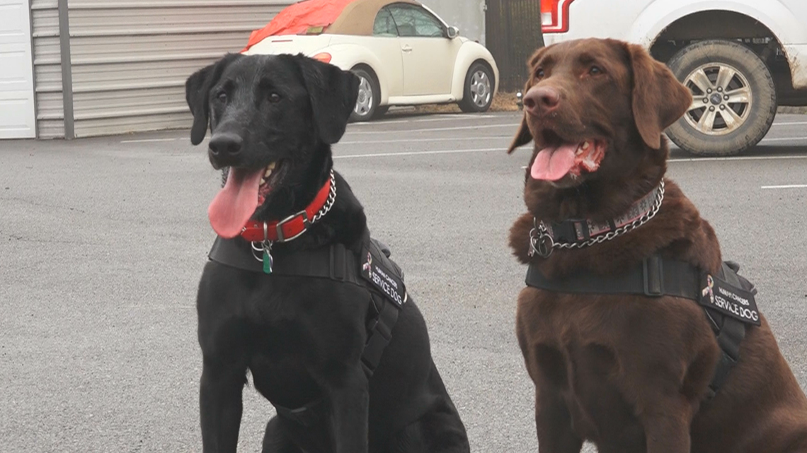 Service dogs helping to detect cancer in firefighters | thv11.com