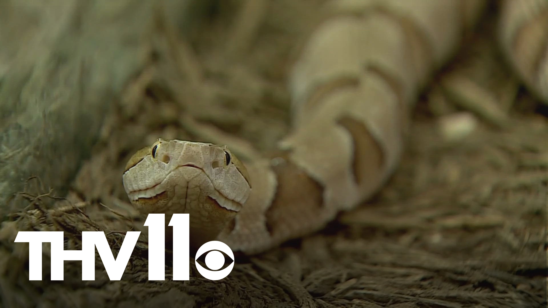 Arkansas sees extended snake season this year | thv11.com