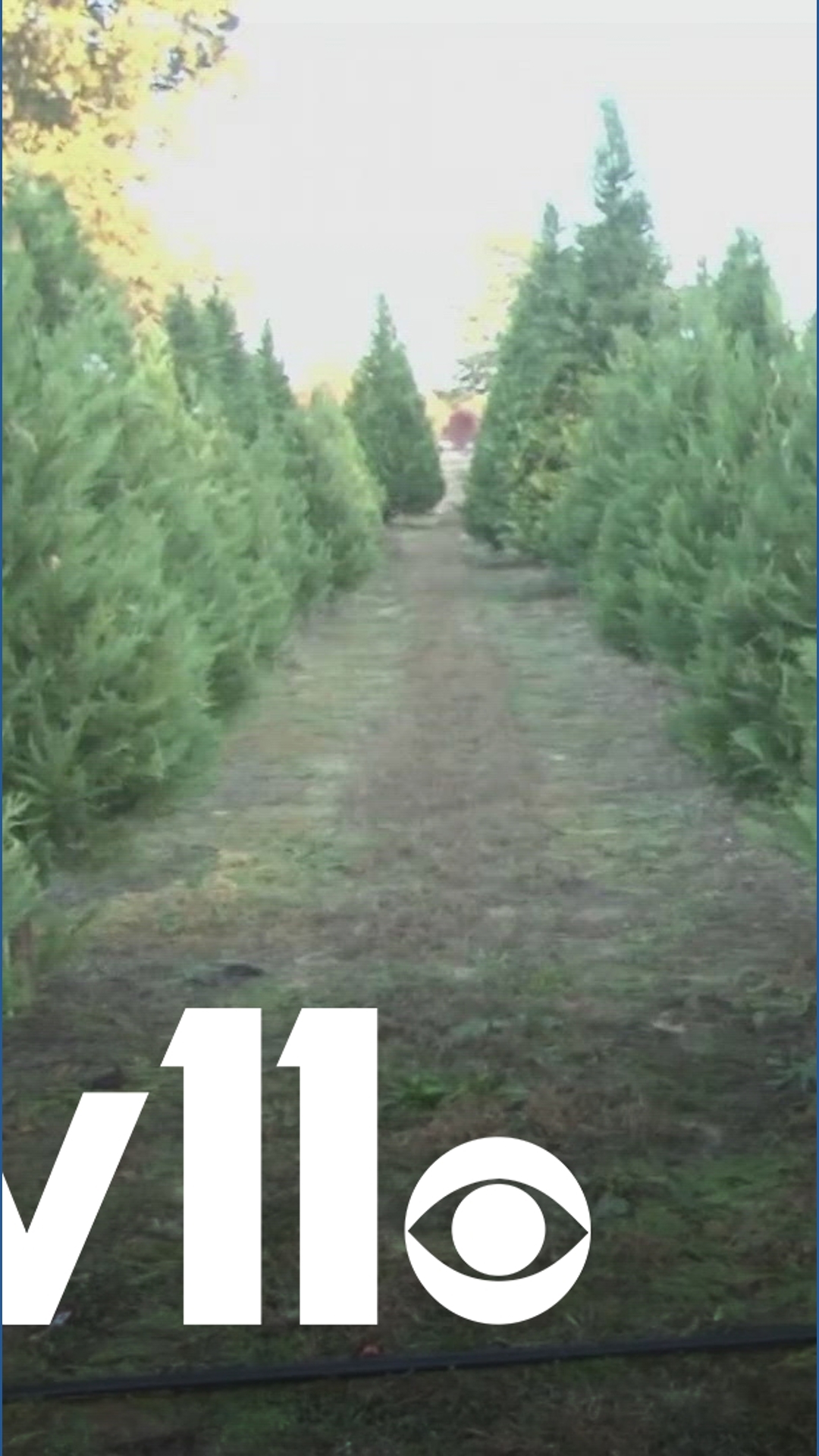 Motley's Christmas Tree Farm spreads holiday cheer | thv11.com