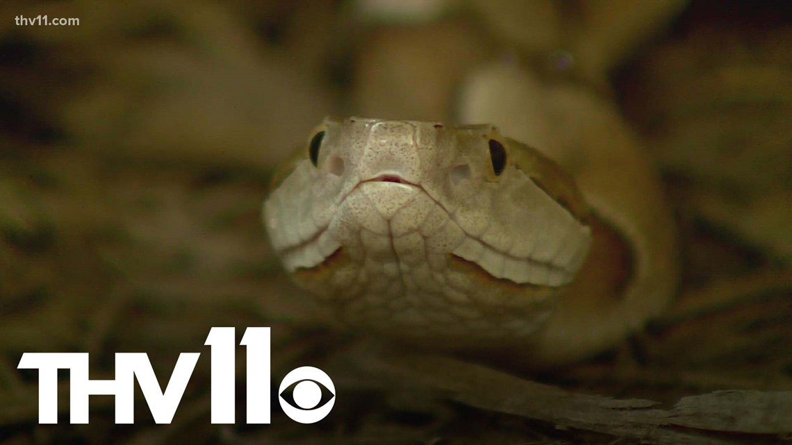 What to know about baby copperhead season in Arkansas | thv11.com