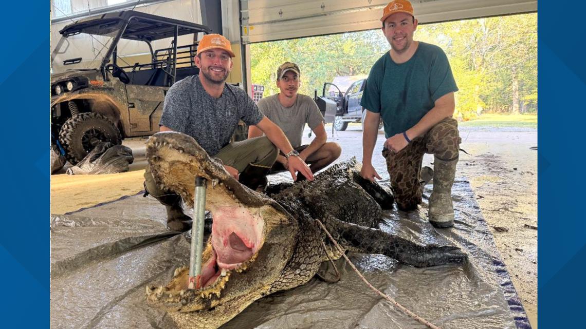 Arkansas hunters check 162 alligators in first weekend of hunting ...