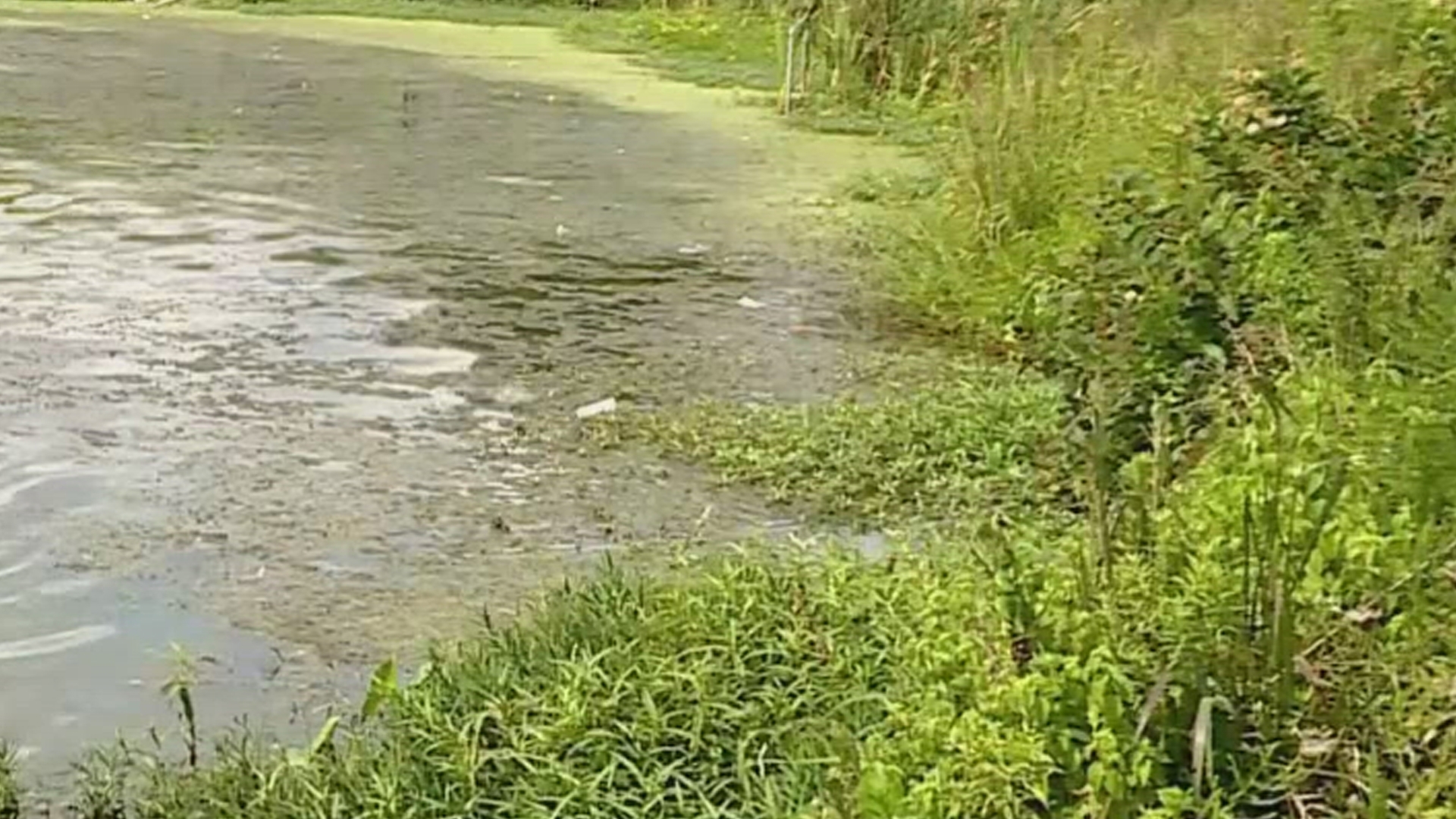 Harmful Algal Bloom Advisory issued in Faulkner County | thv11.com