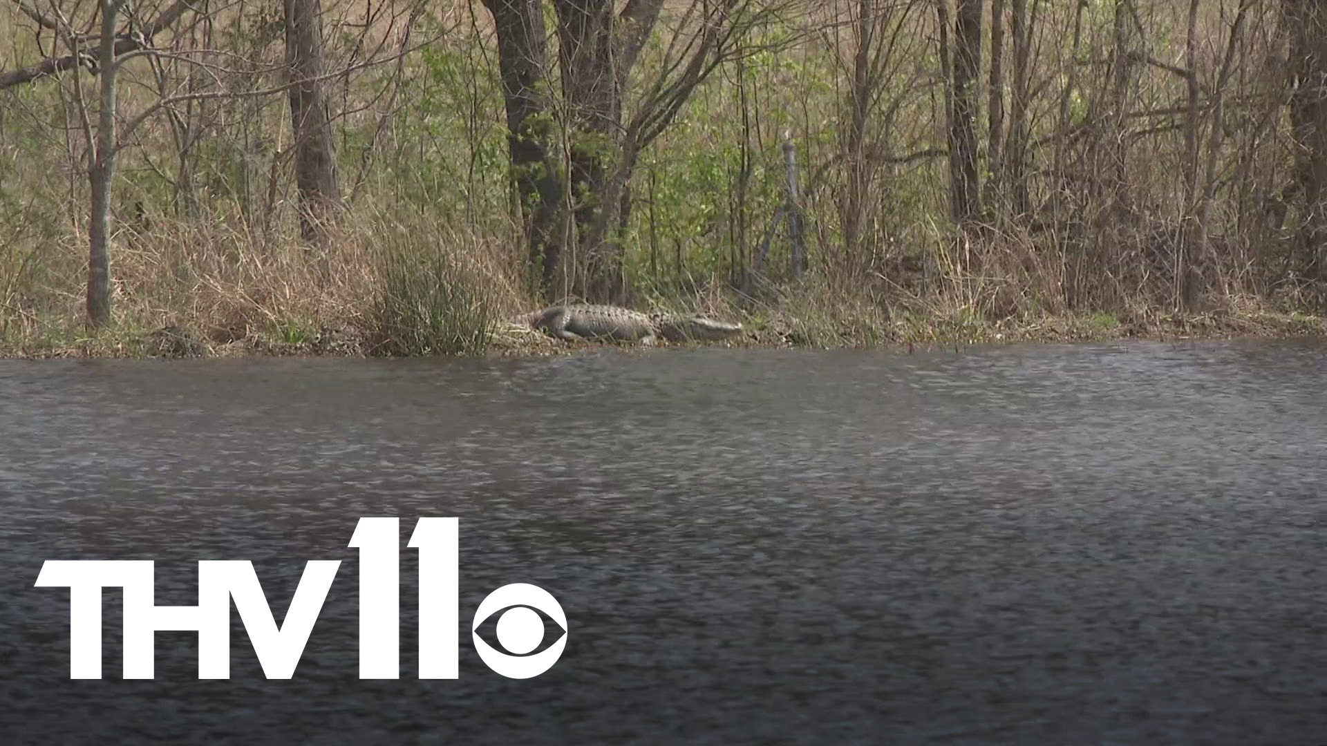 Alligator makes surprise appearance at a Pine Bluff bayou | thv11.com