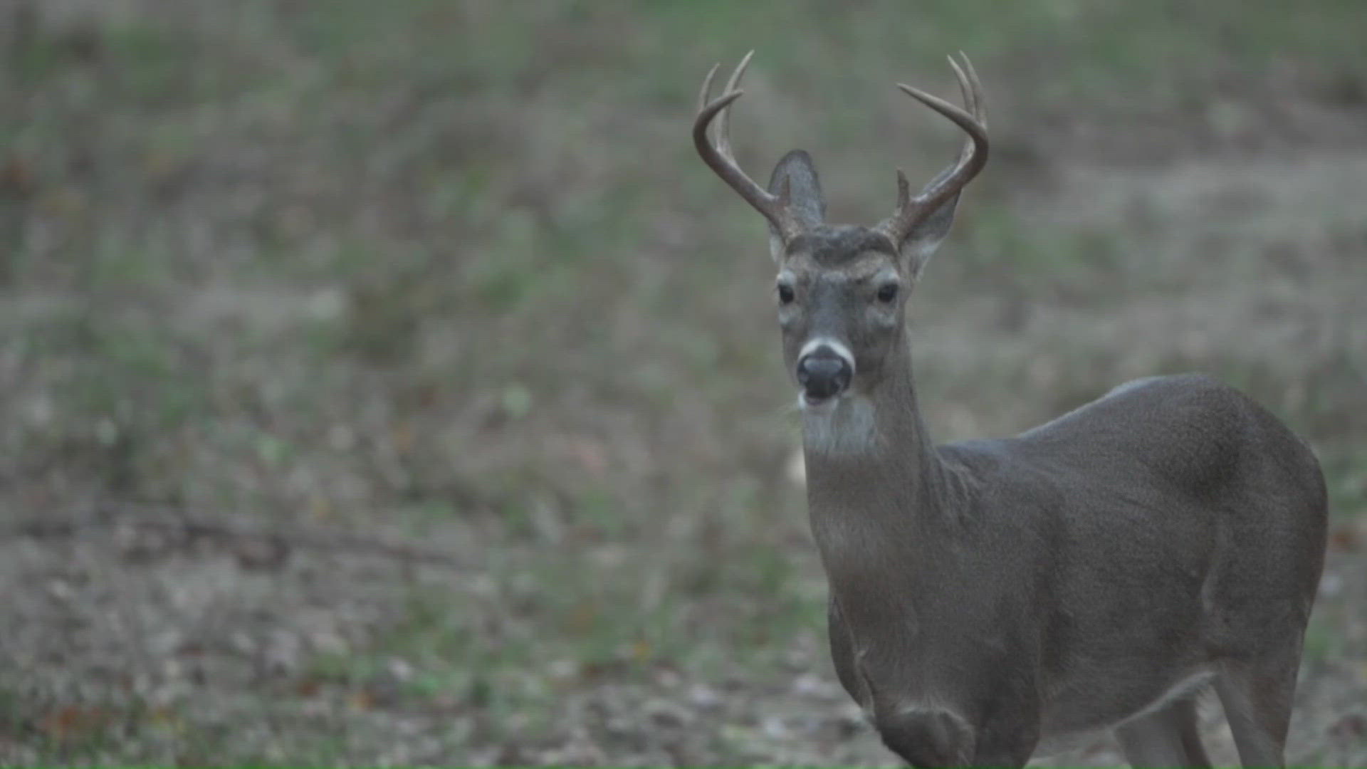 Arkansas's limited elk hunting permits are opening soon | What to know ...
