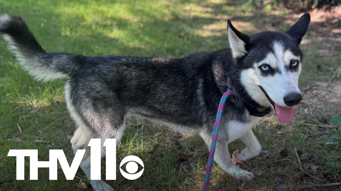Violet | Pet of the Week | thv11.com