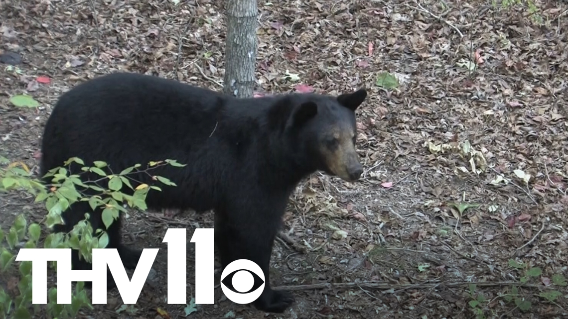 Experts urge caution, offer safety tips as Arkansas's bear numbers ...