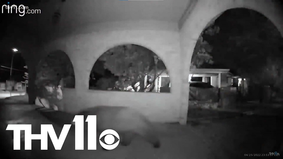 Arkansas family catches bear on Ring doorbell camera | thv11.com