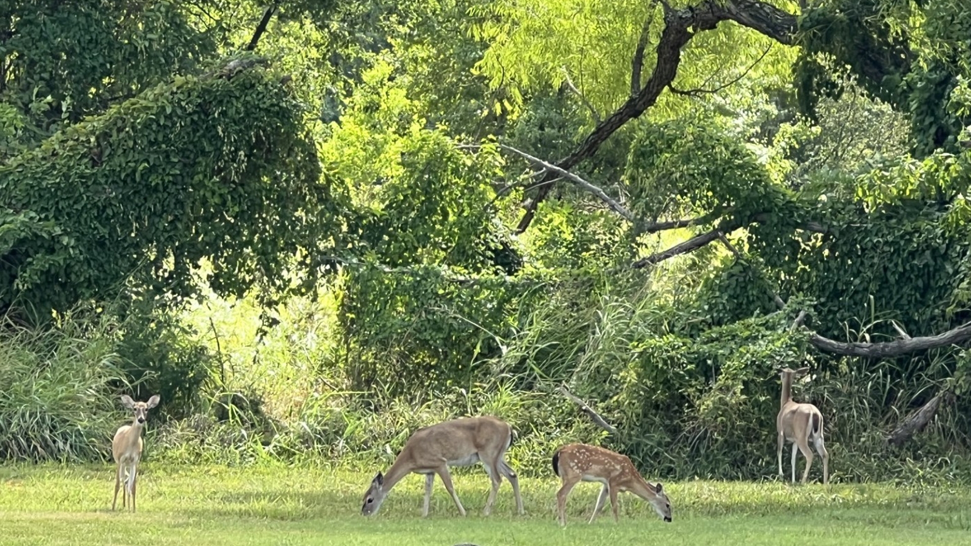 Alternative firearms deer hunting season in Arkansas opens in October ...