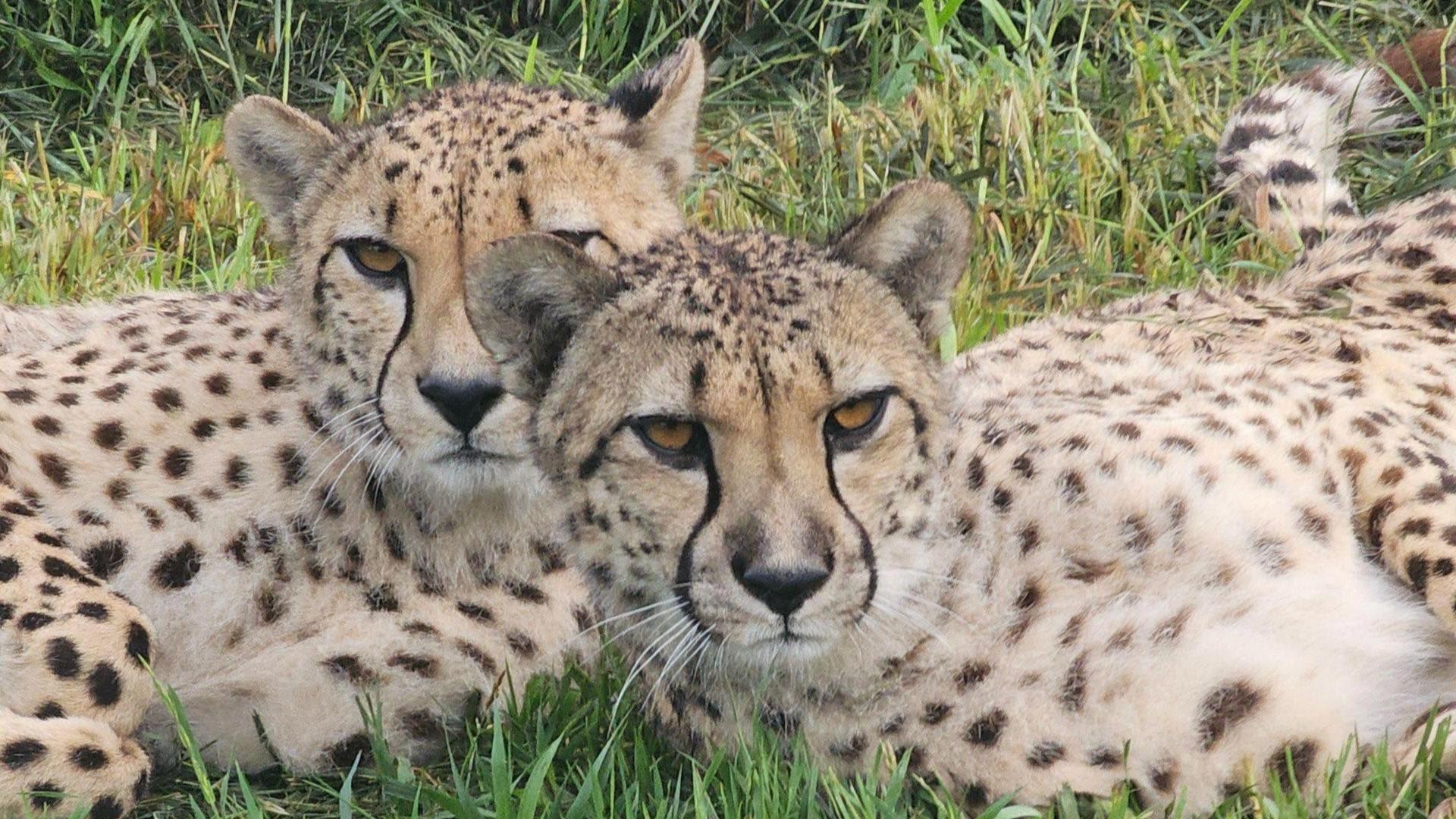 Little Rock Zoo needs your help naming new cheetahs | thv11.com