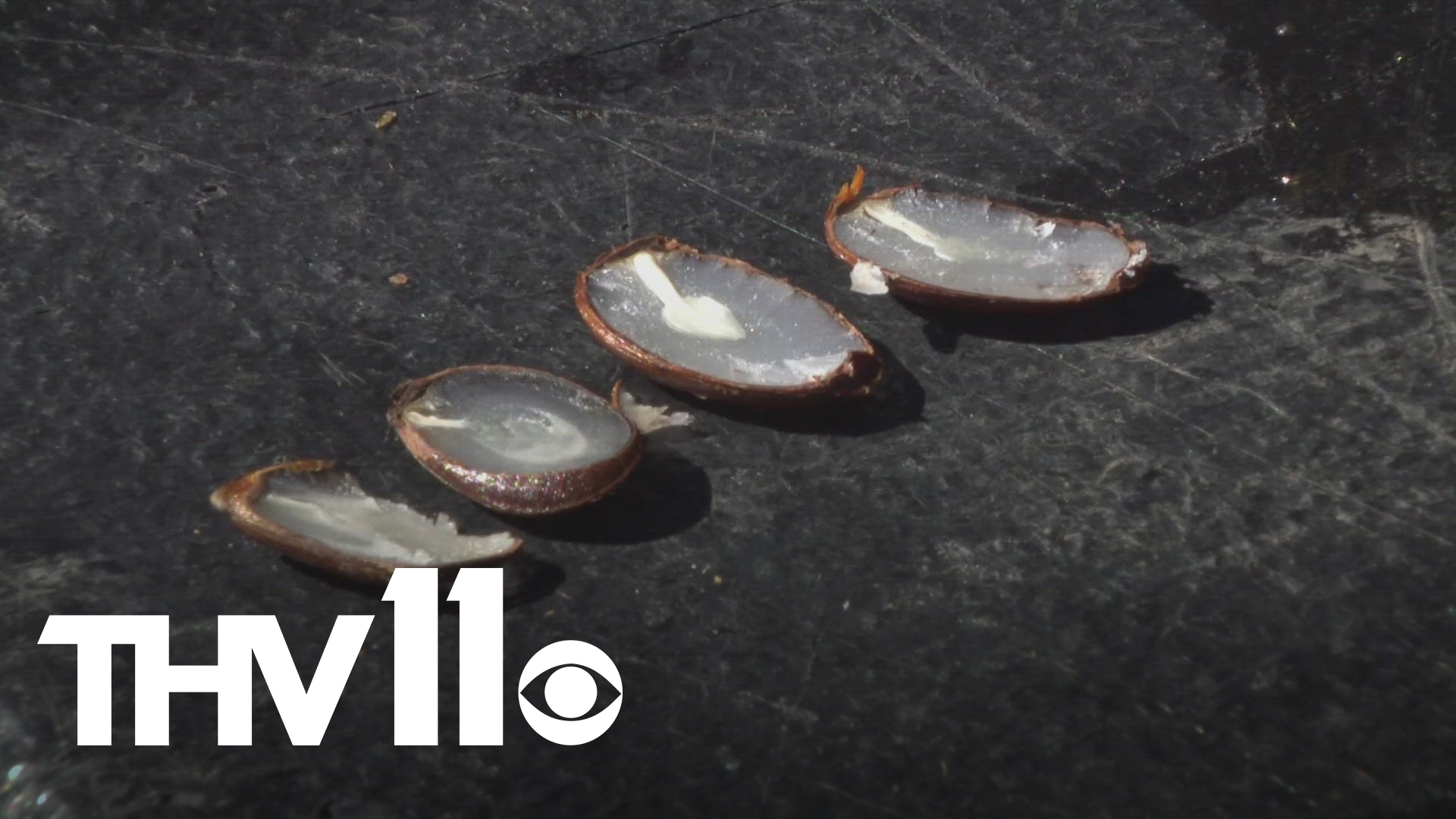 Will Arkansas see snow this winter? | An old folklore tradition offers ...