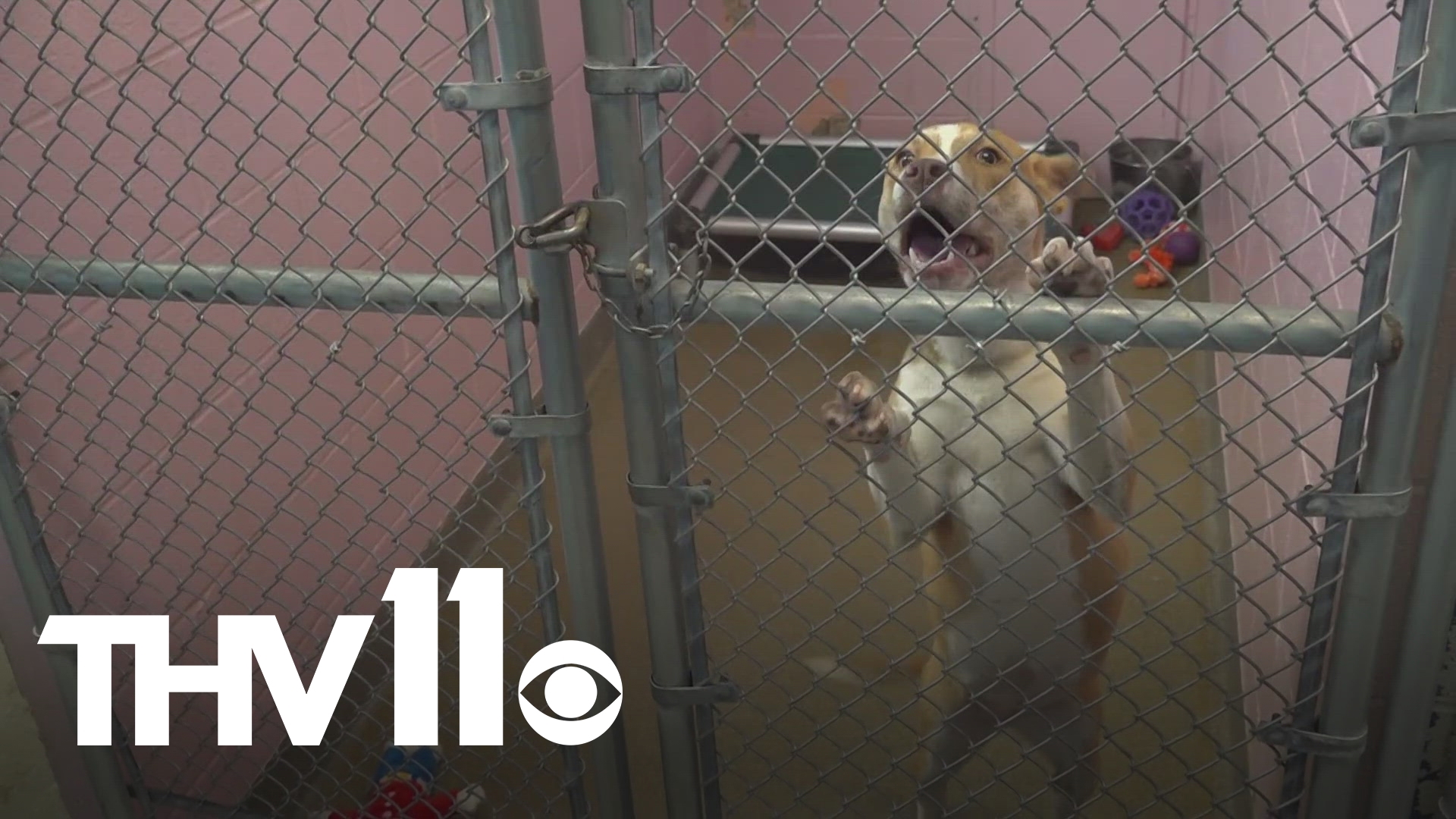 Sherwood set to vote on reversing pit bull ban | Here's what to know ...