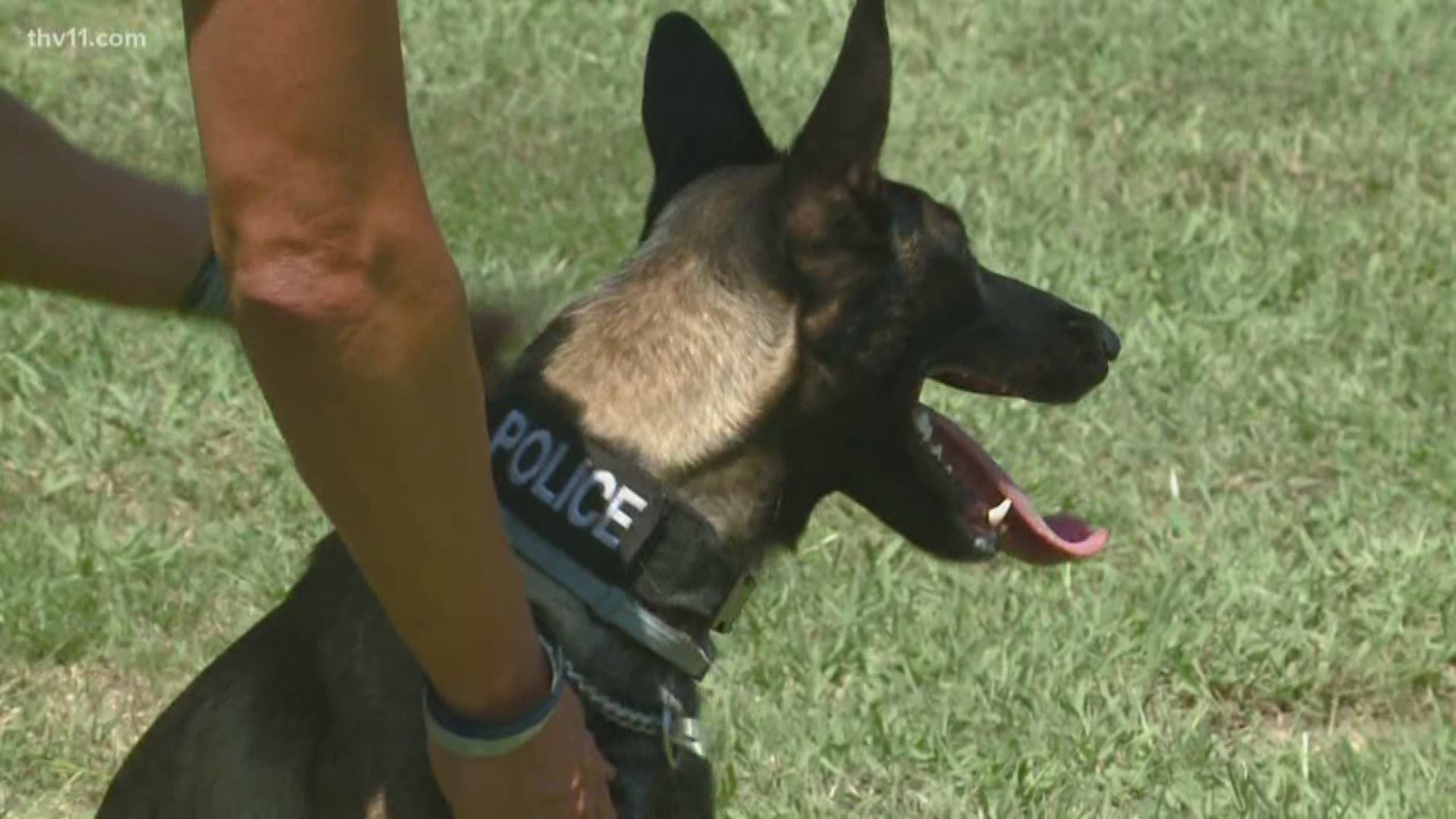 New Bryant Police Department K9 will track drugs on campus | thv11.com