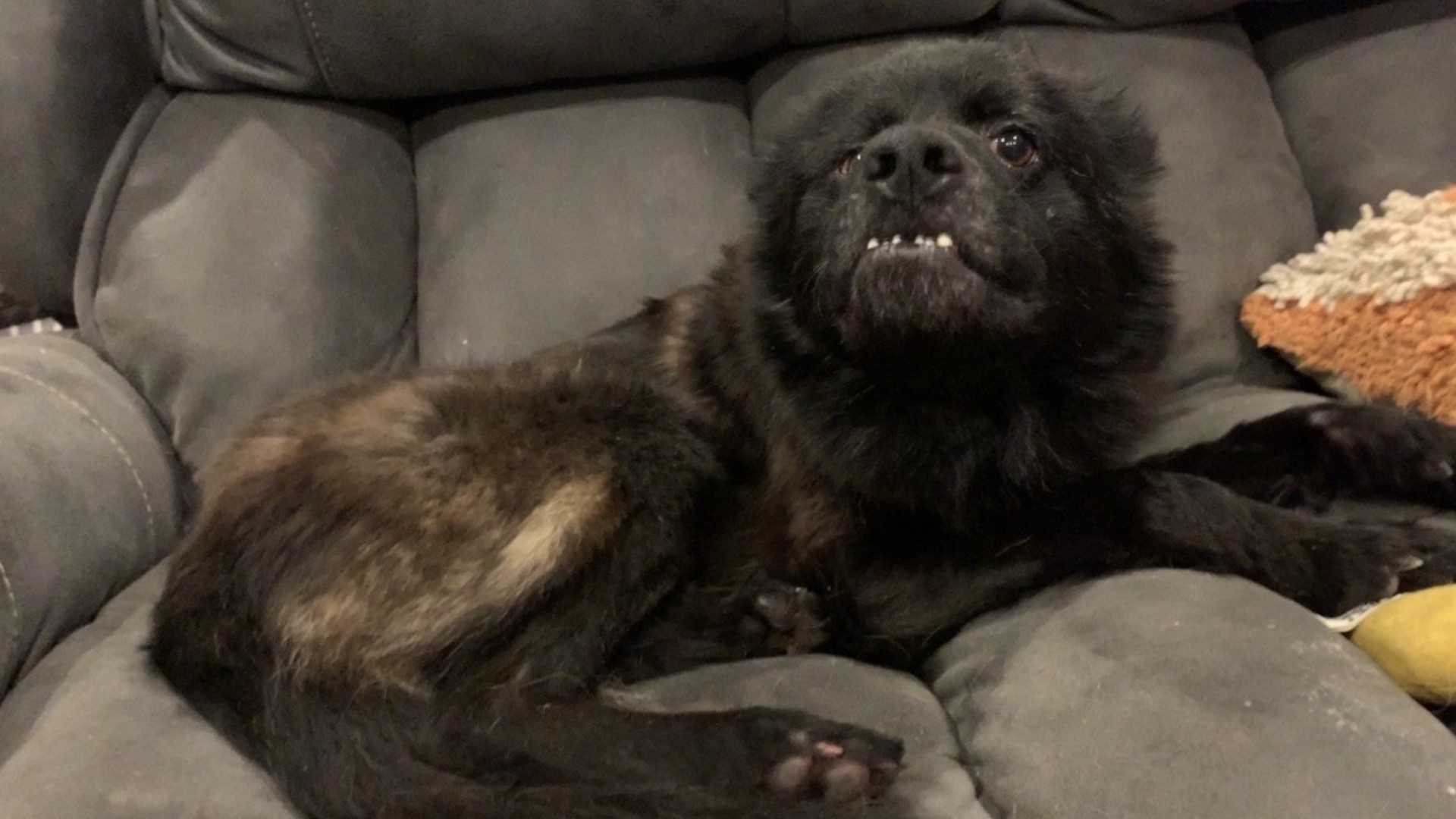 Arkansas dog that looks like a bat is an internet sensation | thv11.com