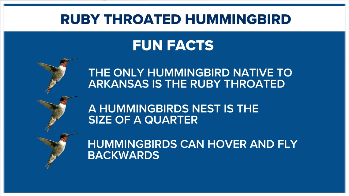 Ruby-throated Hummingbirds to return to Arkansas this spring | thv11.com