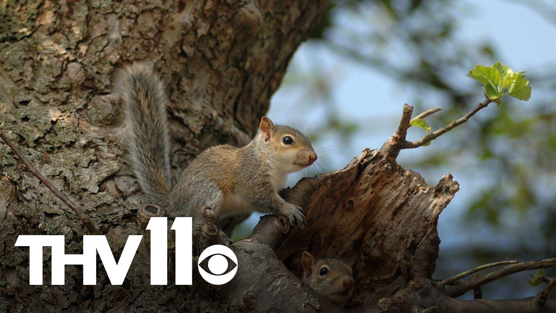 The Big Squirrel Challenge brings in record numbers | Outdoor Report | thv11.com