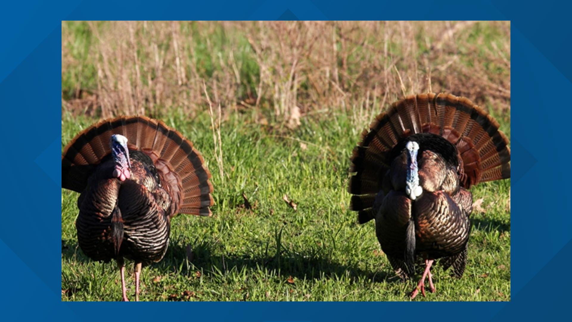 Here's how you can apply for an Arkansas public land turkey hunting ...