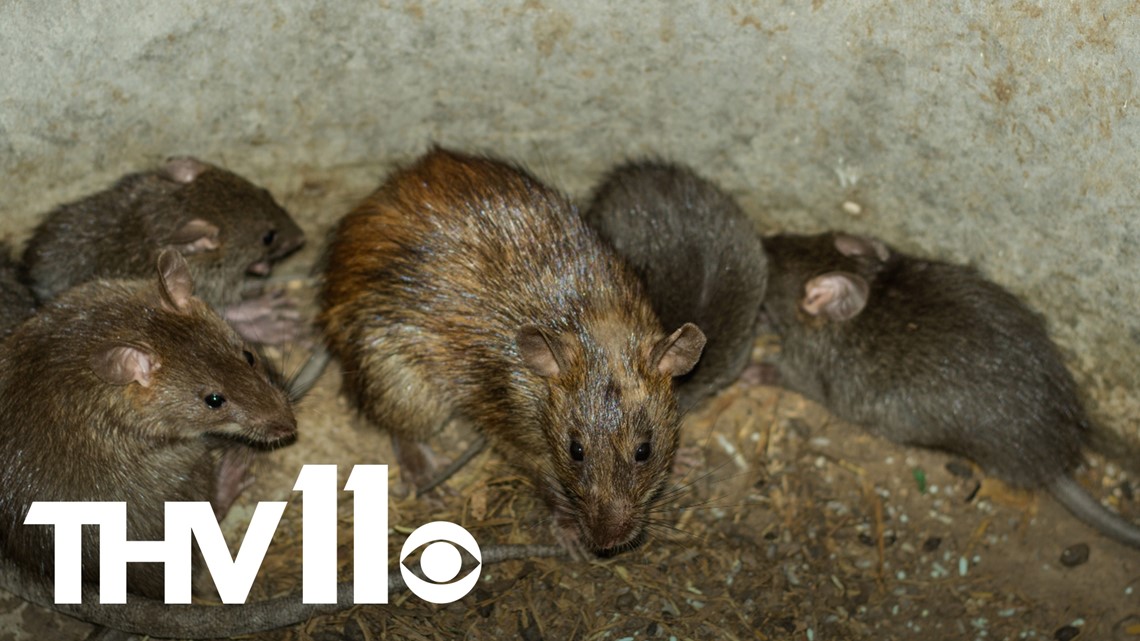 Family Dollar to pay $41M after major rat infestation at Arkansas ...