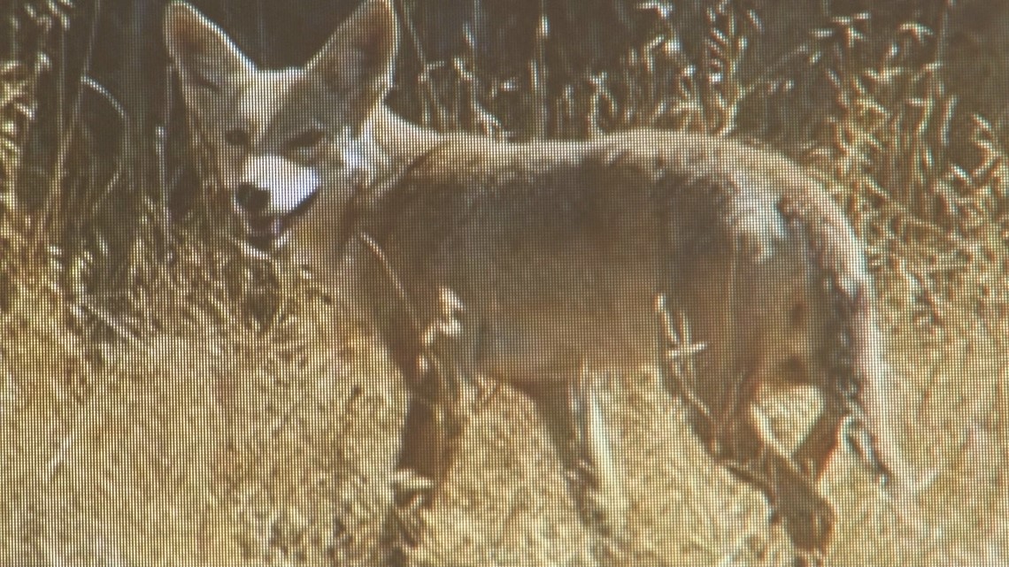 New permit means open season for hunting many furry predators | thv11.com