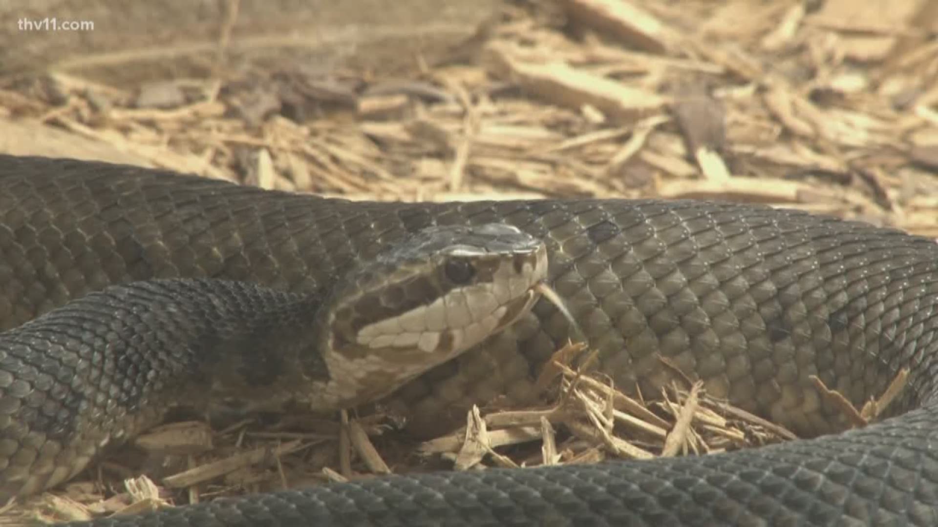 Watch out for snakes seeking shade as the weather heats up | thv11.com