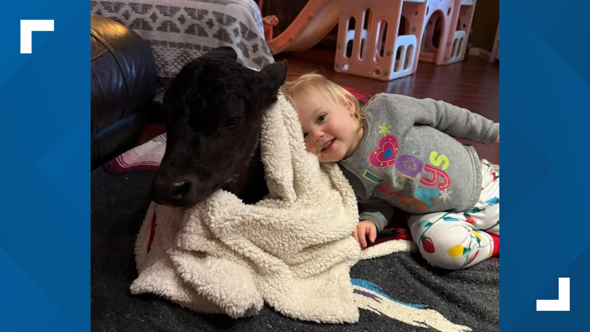 'Stormy the Calf' | Arkansas family welcomes baby cow during winter ...